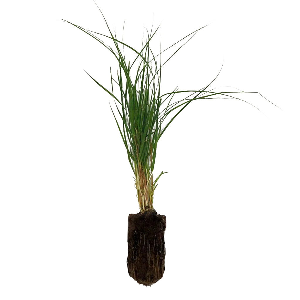 UC Verde Buffalo Grass | Buffalo Grass Plugs | ucverdeplugs.com