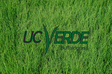 UC Verde Buffalograss | Buffalo Grass Plugs | ucverdeplugs.com