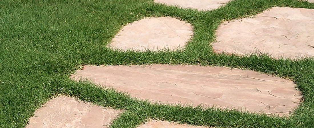 UC Verde Buffalograss | Buffalo Grass Plugs | ucverdeplugs.com
