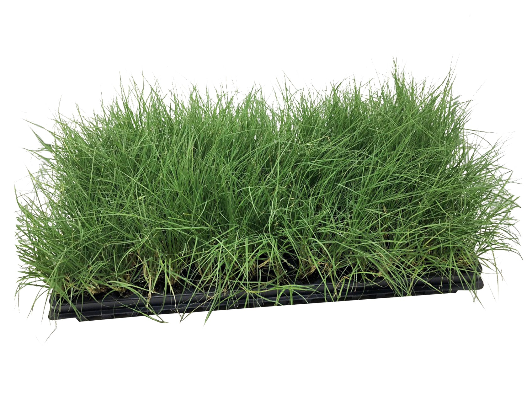 UC Verde Buffalo Grass | Buffalo Grass Plugs | ucverdeplugs.com