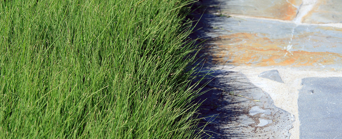 UC Verde Buffalograss | Buffalo Grass Plugs | ucverdeplugs.com